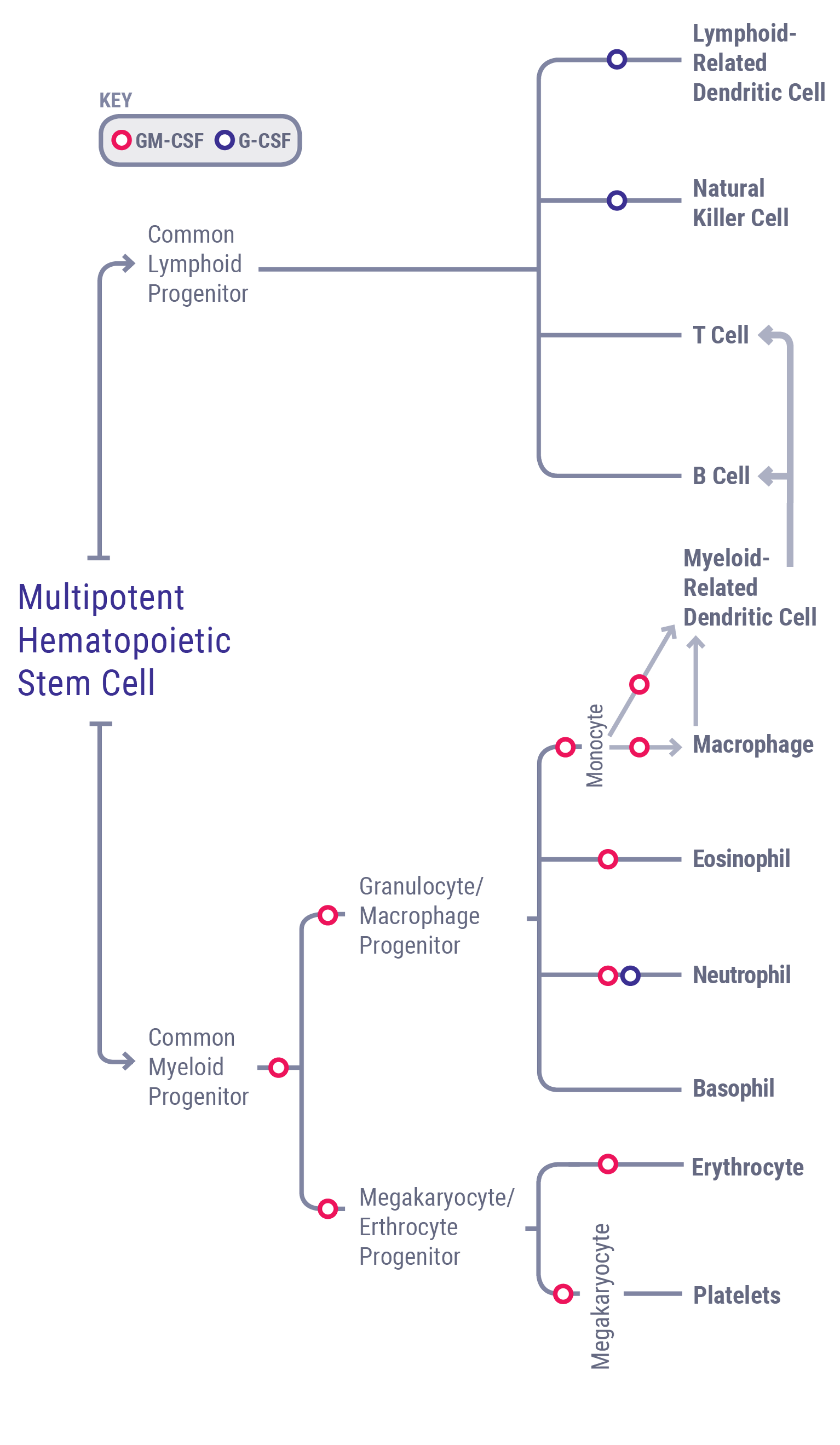 LEUKINE® (sargramostim) | Mechanism of Action