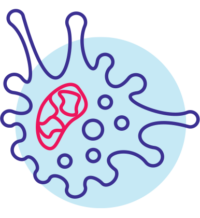 LEUKINE® (sargramostim) | Mechanism of Action